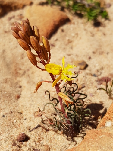 Wire Kopieva (Bulbine torta) · iNaturalist