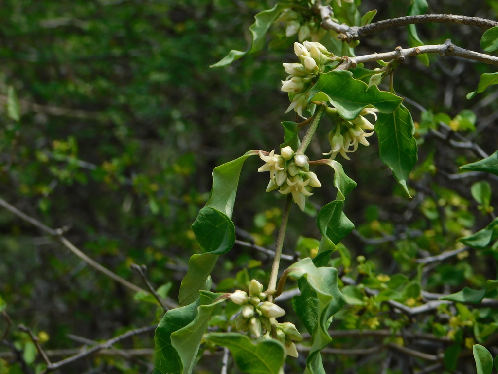 talayote (Flora de Cihuatlán) · iNaturalist