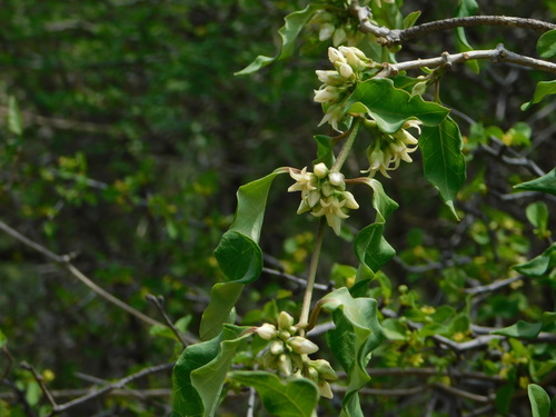 talayote (Ruehssia edulis) · iNaturalist Mexico