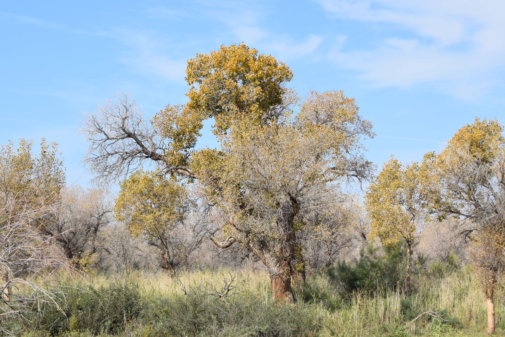 Populus euphratica Olivier