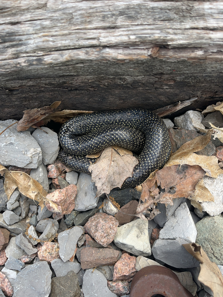 Speckled Kingsnake from Springfield on May 20, 2025 at 02:36 PM by ...
