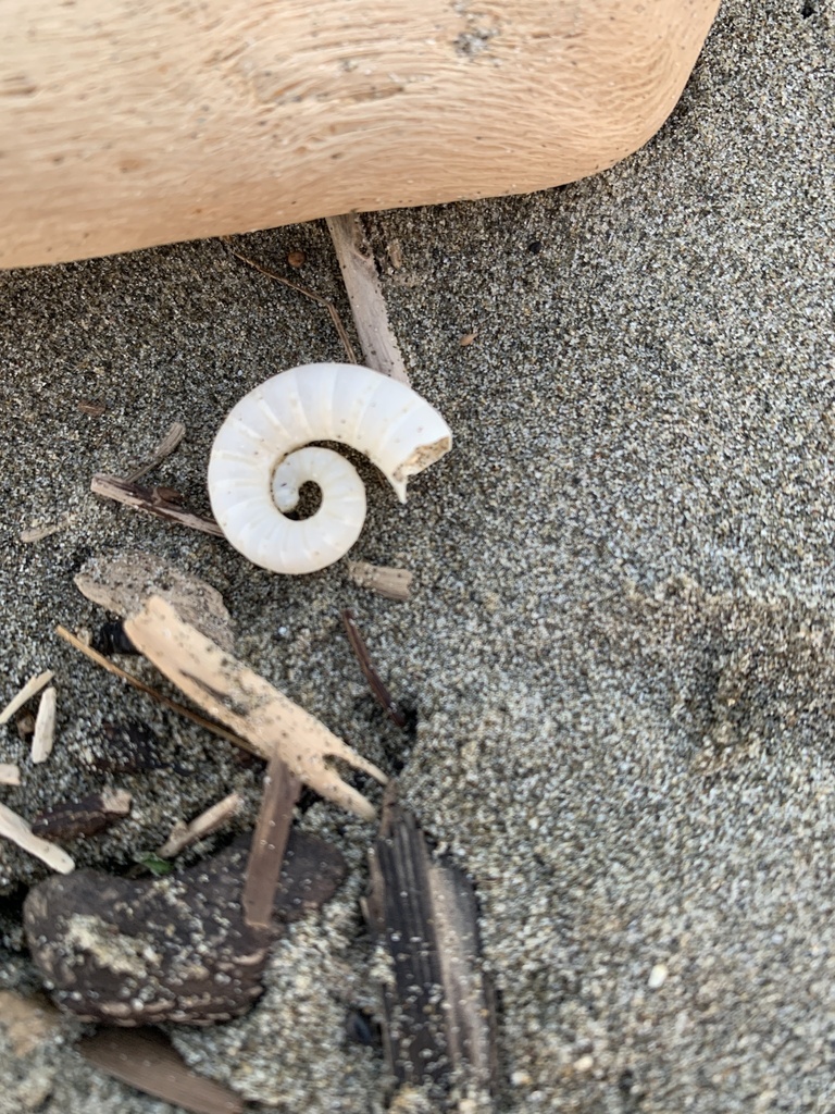Ram's Horn Squid from Kapiti Coast, NZ-WG, NZ on May 21, 2025 at 04:50 ...
