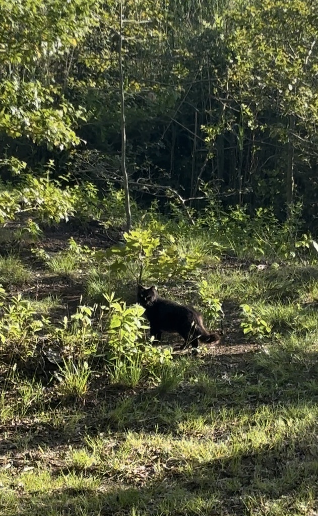 Domestic Cat from Gateway National Recreation Area, 纽约市, NY, US on May ...