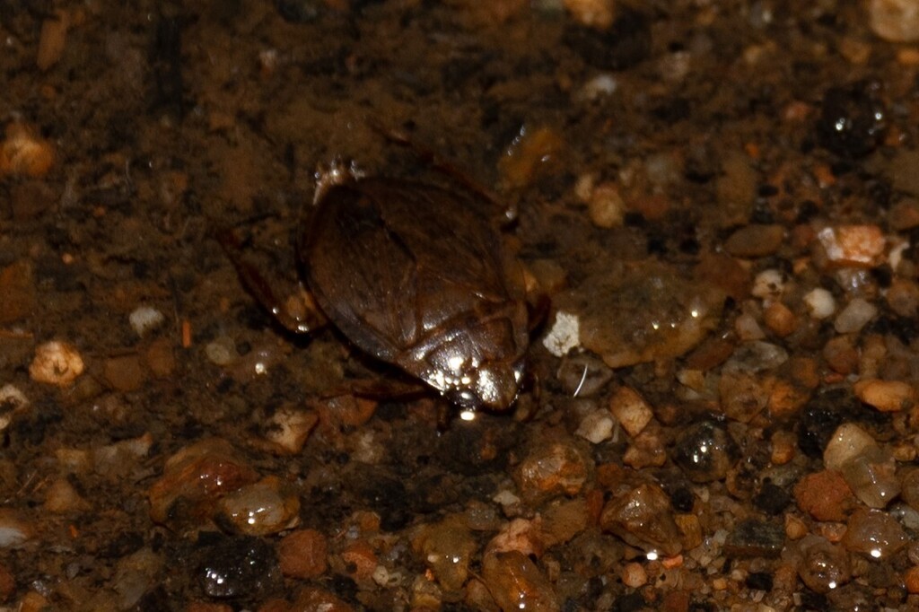 Diplonychus rusticus from Mandai Rd, Singapore on April 30, 2025 at 08: ...