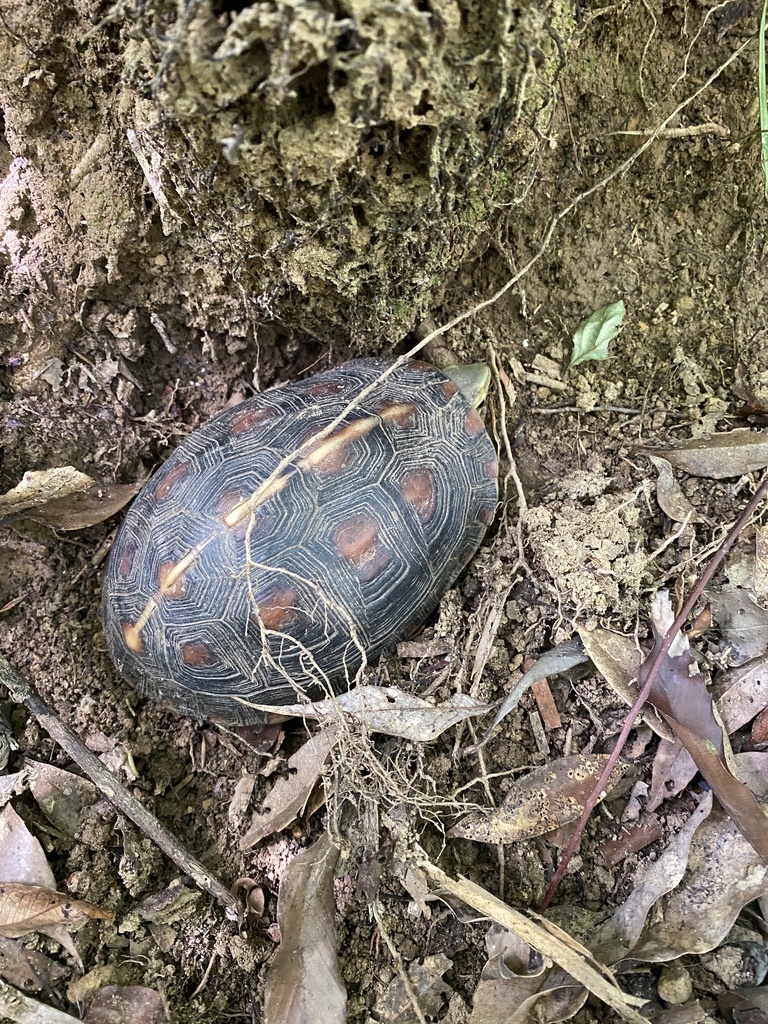 Ryukyu Yellow-margined Box Turtle in May 2025 by junchannel · iNaturalist