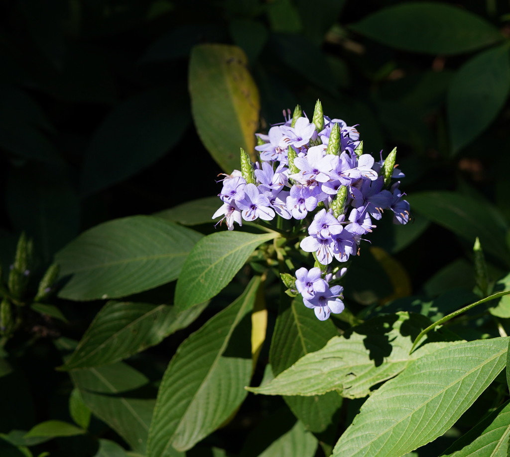 Blue Eranthemum from Cathu State Forest, Bloomsbury QLD 4799, Australia ...
