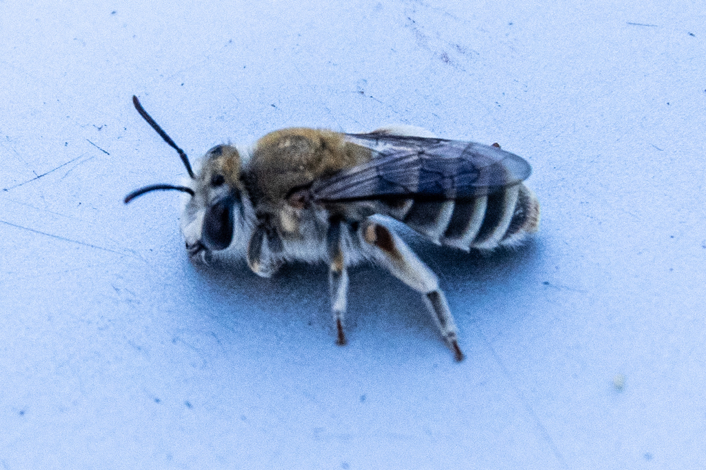 Plasterer Bees from Innamincka SA 5731, Australia on July 24, 2019 at ...