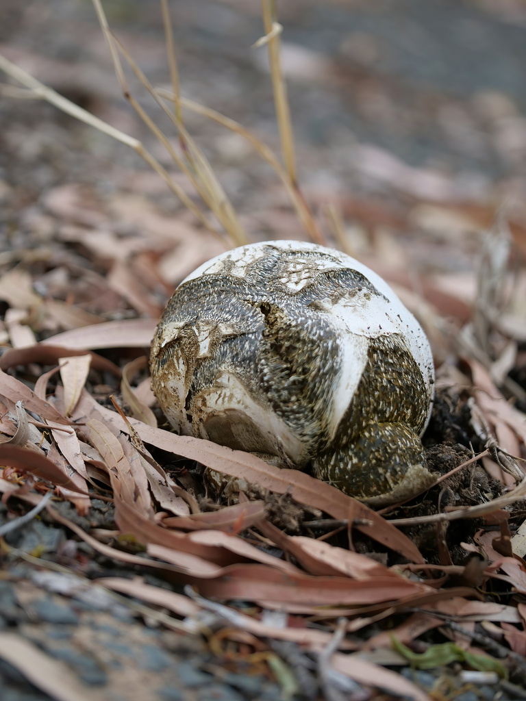 Pisolithus from Windeyer QLD 4478, Australia on May 14, 2025 at 04:27 ...