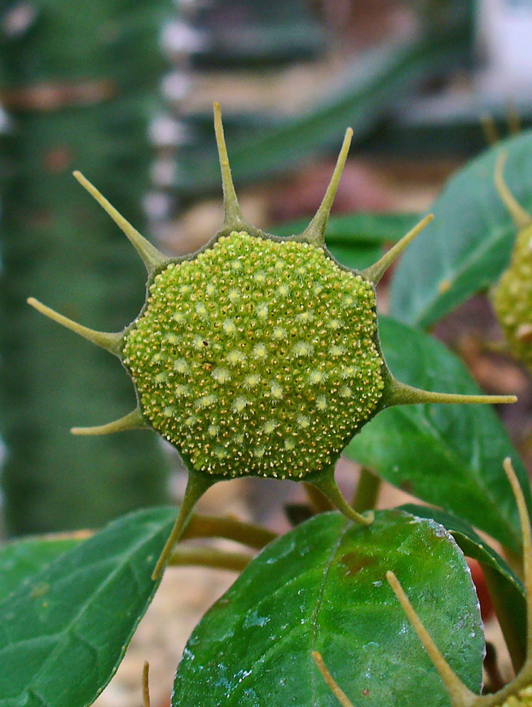 (Dorstenia) - Botanical Realm