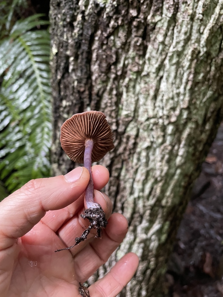 Thaxterogaster submagellanicus from Blackheath, NSW, AU on May 21, 2025 ...