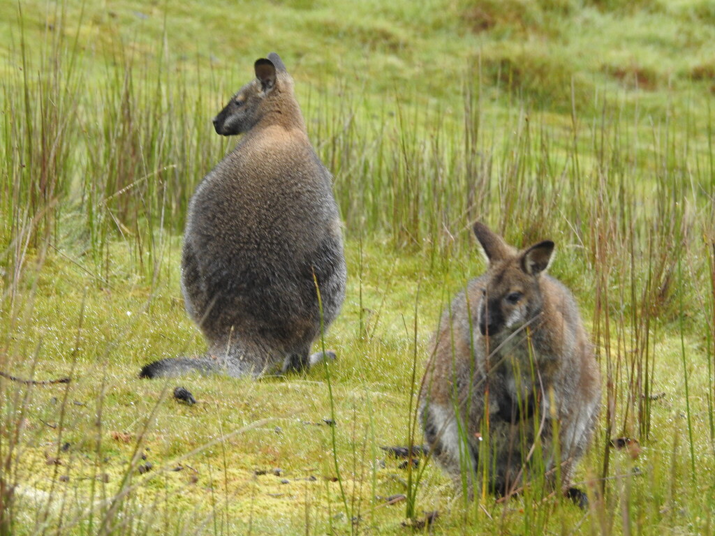 Bennett's Wallaby from Cradle Mountain TAS 7306, Australia on March 22 ...
