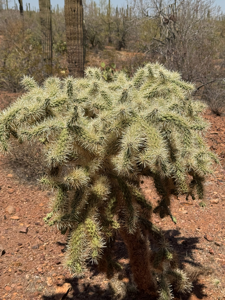 Chain-fruit Cholla from Marana, AZ, US on May 19, 2025 at 11:35 AM by ...