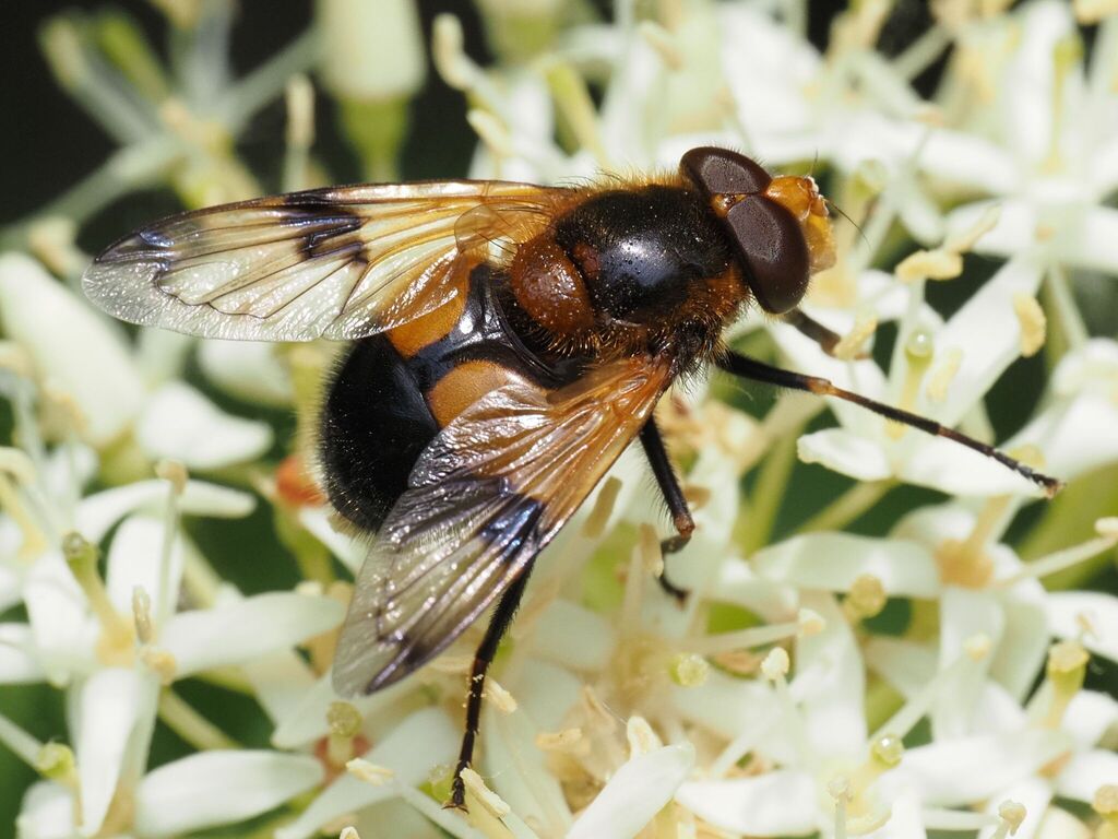 Volucella inflata from 7032 Sigleß, Österreich on May 17, 2025 at 01:27 ...