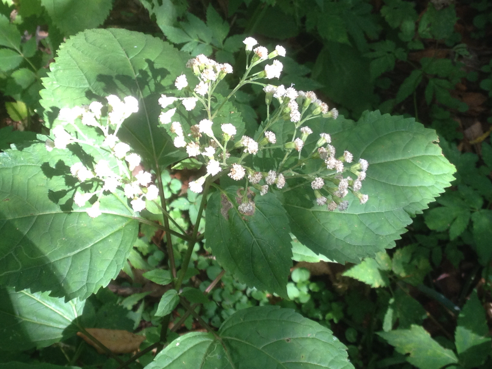 Appalachian White Snakeroot (Ageratina roanensis) - Botanical Realm