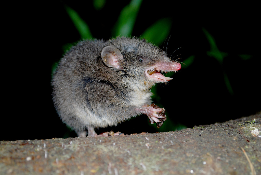 Sangay Shrew Opossum in January 2015 by jorgebrito · iNaturalist