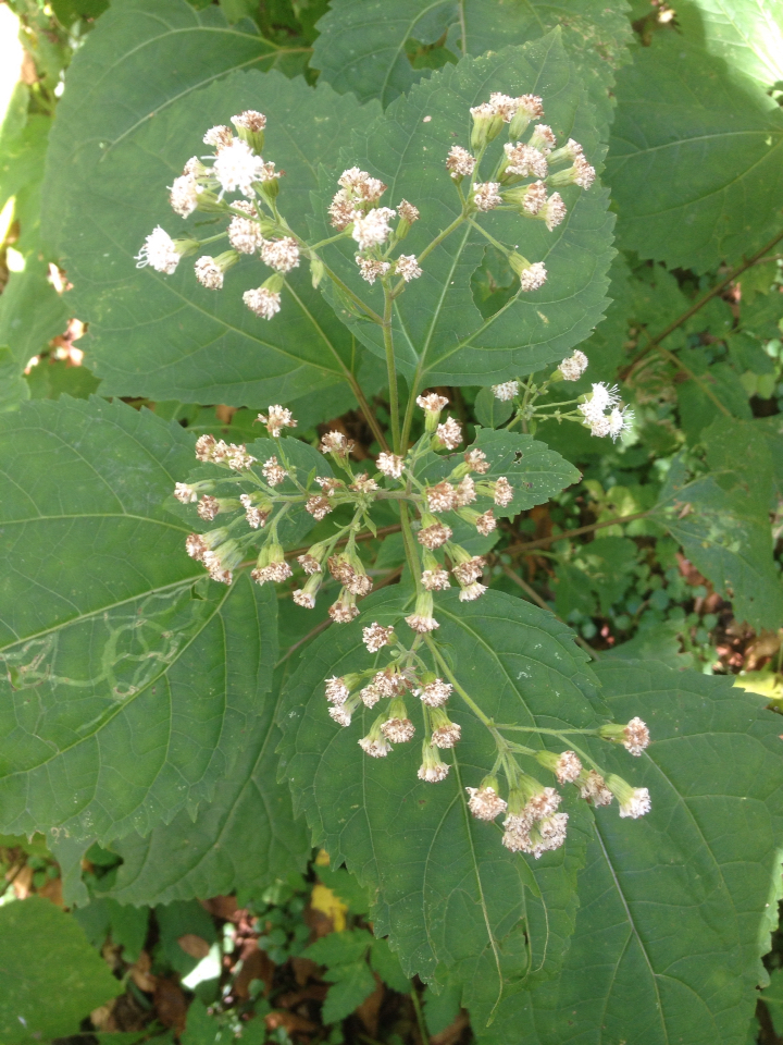 Appalachian White Snakeroot (Ageratina roanensis) - Botanical Realm