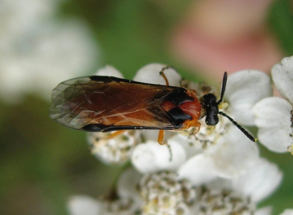 Athalia sp. (Arthropodes du CO Vuillonnex) · iNaturalist