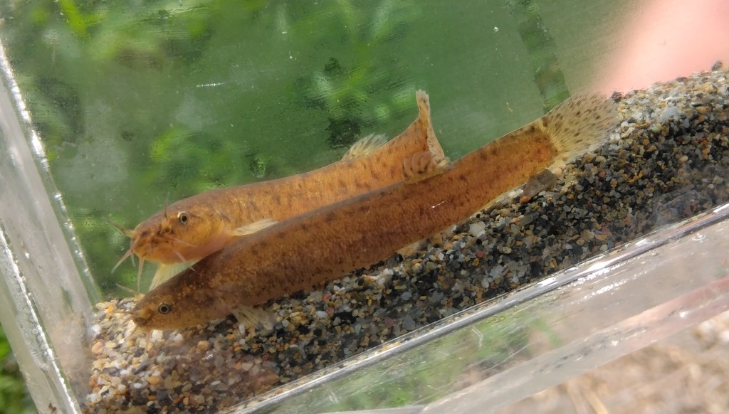 Hotoke Loach (Lefua echigonia) - Marine Life Identification