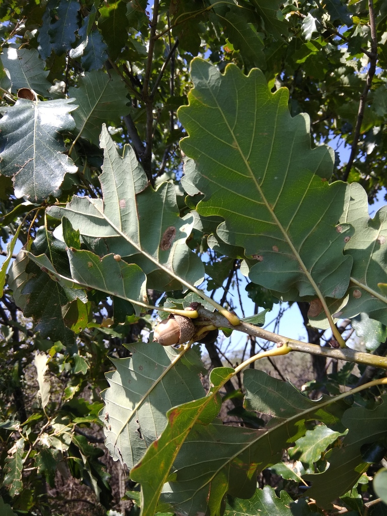 (Quercus petraea iberica) - Botanical Realm