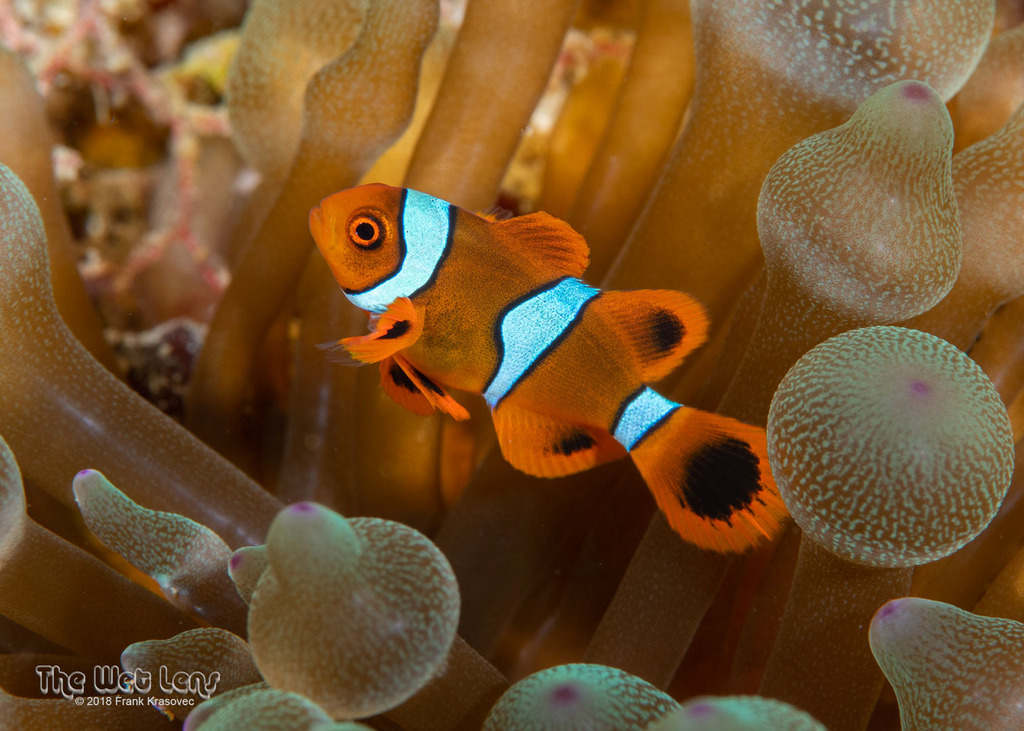 Percula Anemonefish (Amphiprion percula) - Marine Life Identification
