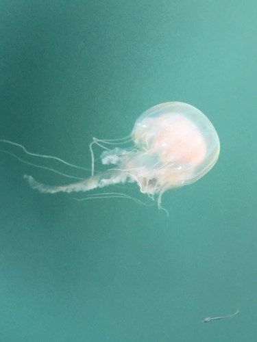 Atlantic Sea Nettle (Jellyfish of the Cape Fear Region, NC) · iNaturalist