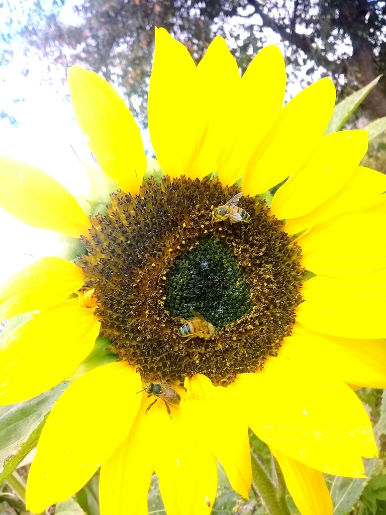 Western Honey Bee from Alaques (Alaquez), Ecuador on May 21, 2025 by ...