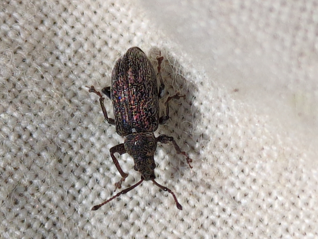 Common Leaf Weevil from York YO26 6QN, UK on May 21, 2025 at 05:02 PM ...