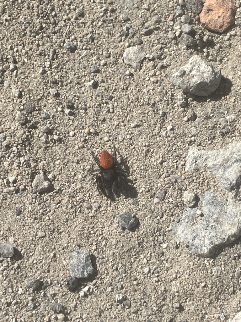Johnson's Jumping Spider from Lyons Creek Rd, Jamul, CA, US on May 21 ...