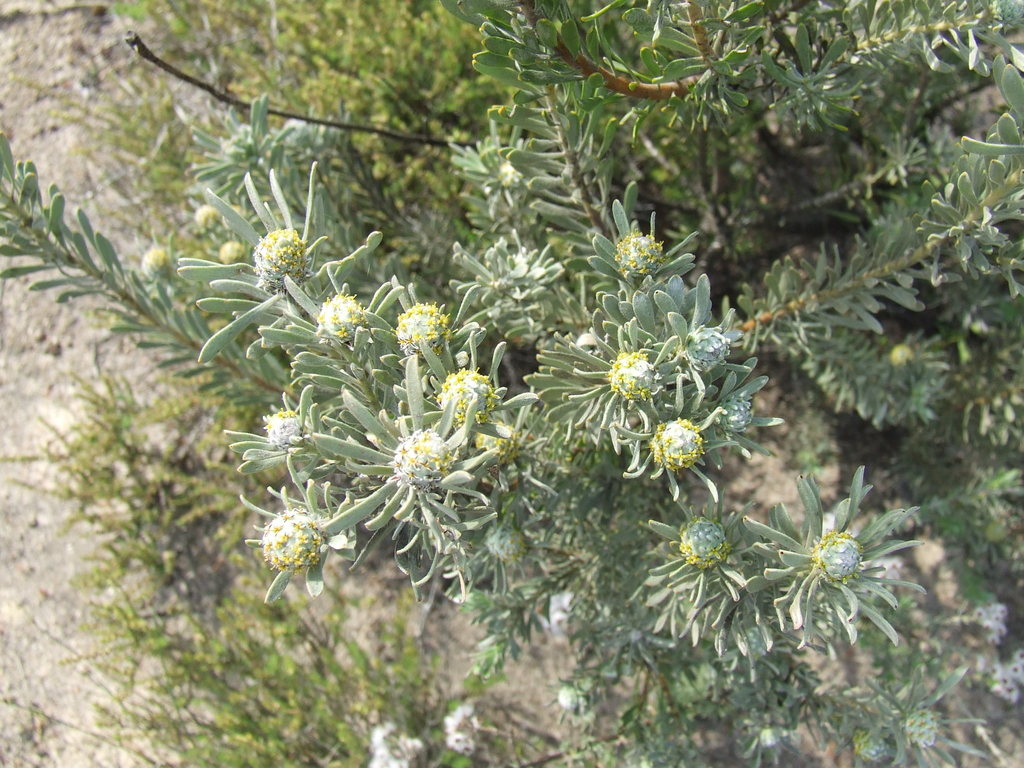 Scraggly Conebush from West Coast DC, South Africa on September 9, 2019 ...