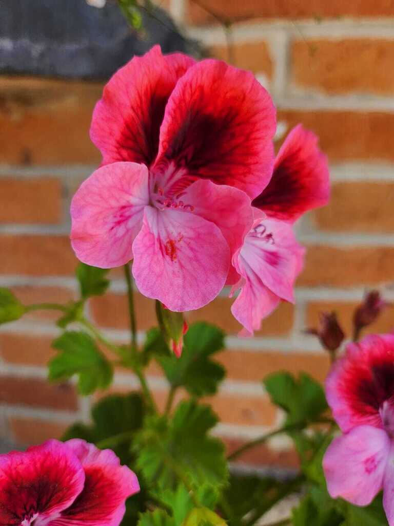 geraniums and storksbills from 50525 Tercera Manzana de Barrio Iturbide ...