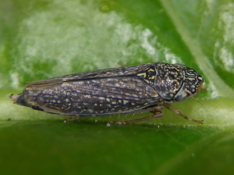 Graphocephala from University District, Spokane, WA, USA on May 20 ...