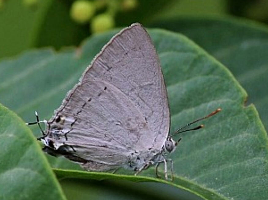 Plains Blue Royal (Butterflies of Bangalore) · iNaturalist