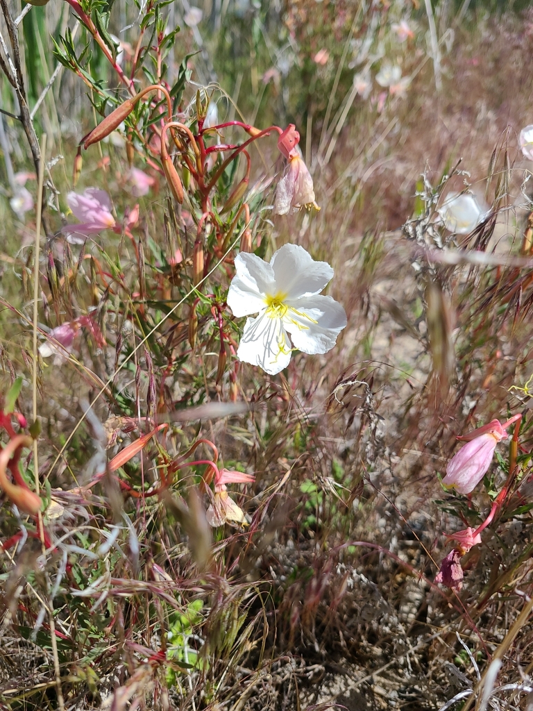 Pale Evening Primrose from Salt Lake City on May 21, 2025 at 11:50 AM ...