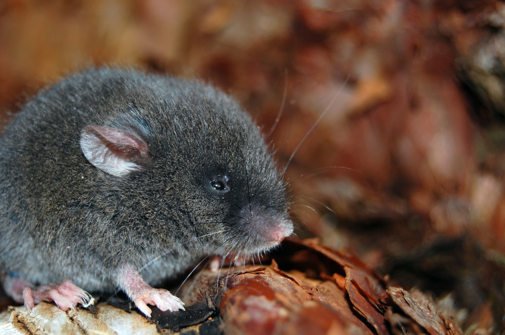 Colombian forest mouse from Espejo, Ecuador on August 11, 2010 at 12:12 ...