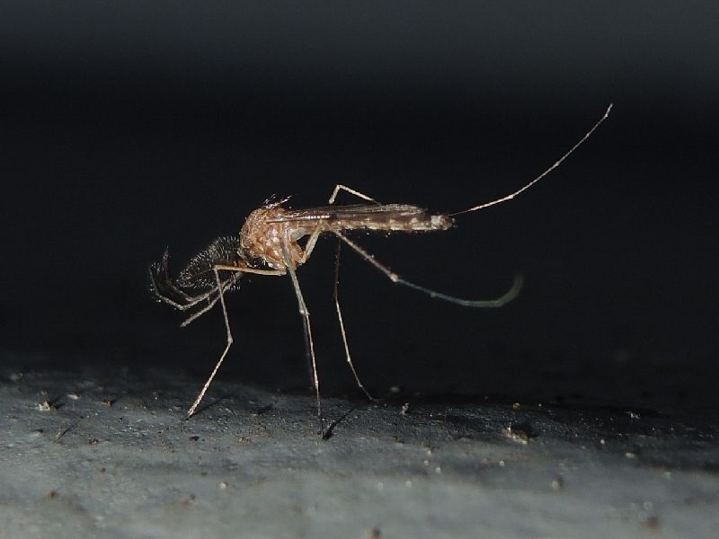 Culicine Mosquitoes from Oakland Lake Wildflower Meadow, Bayside ...