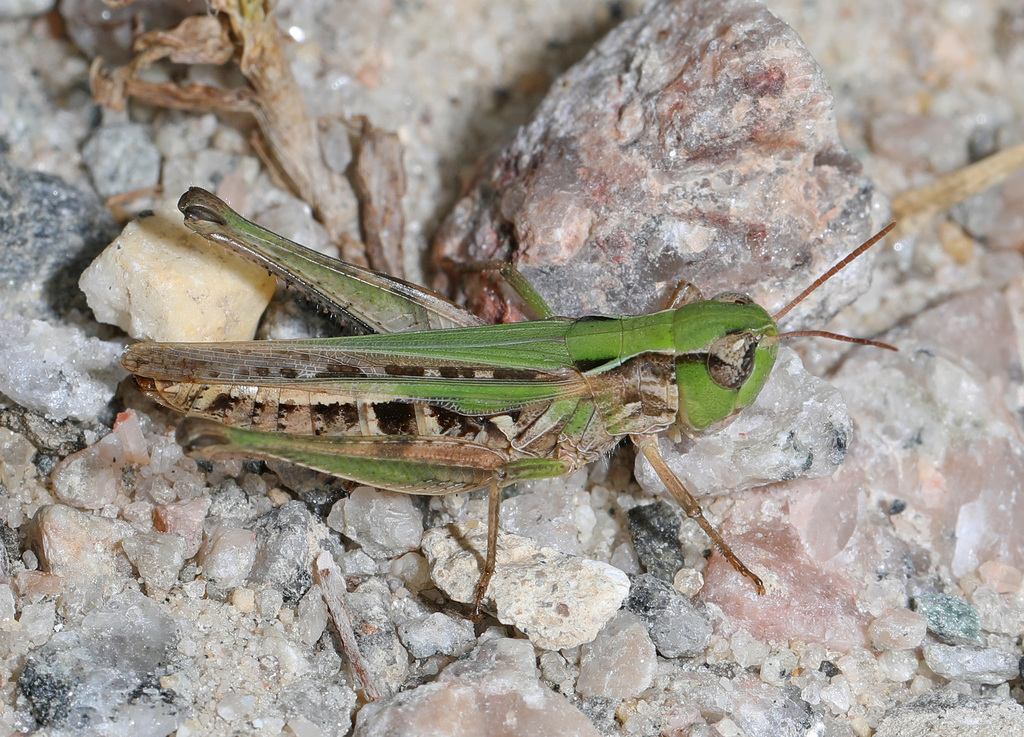 Pasture Locust (Orthoptera of Nebraska) · iNaturalist