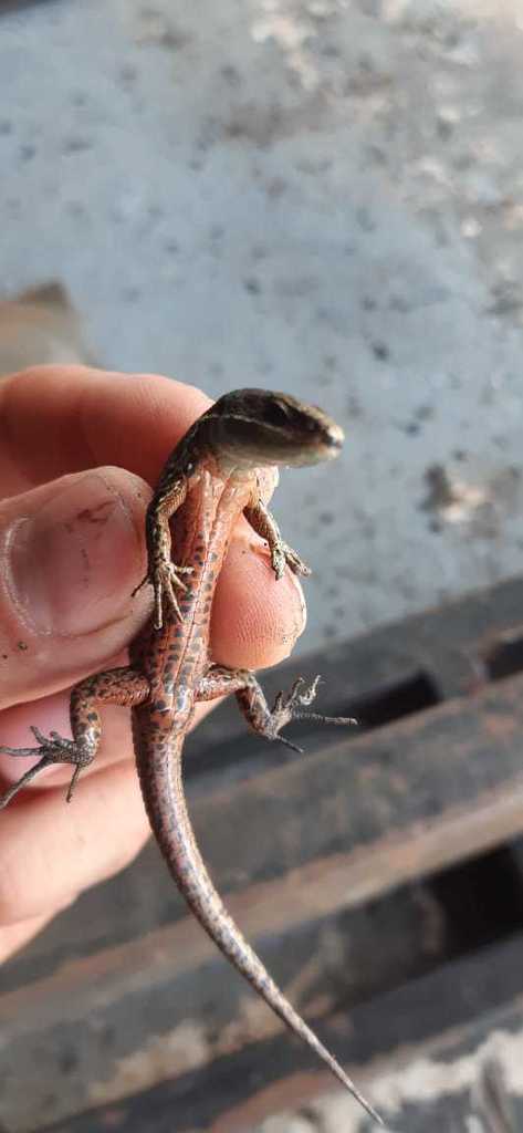 Spectacled Lizards from Popayán, Cauca, Colombia on September 9, 2019 ...