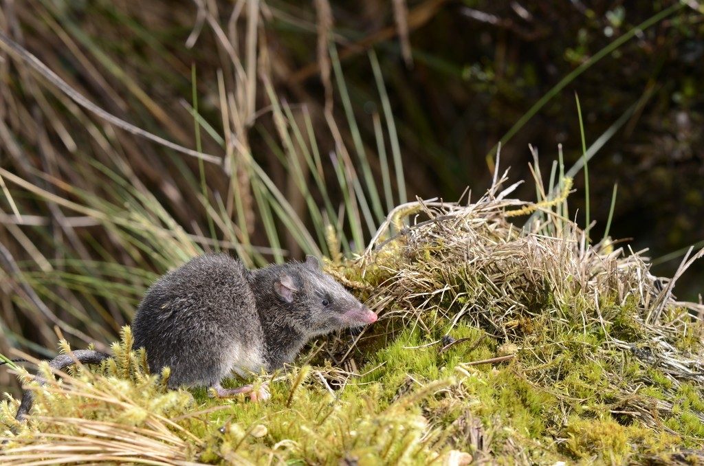 Sangay Shrew Opossum in August 2017 by jorgebrito · iNaturalist