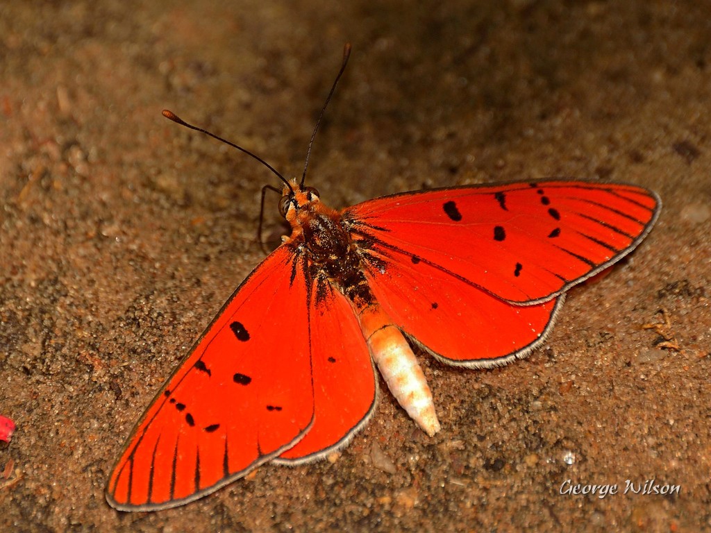 Scarlet Acraea (Lepidoptera of Botswana) · iNaturalist