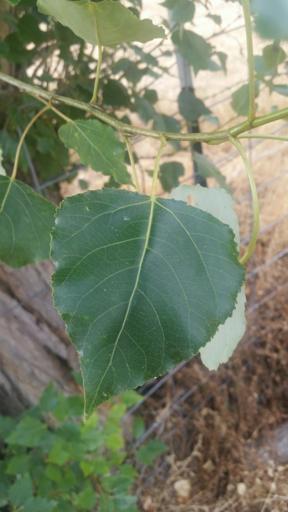 Populus ×jackii Sarg.