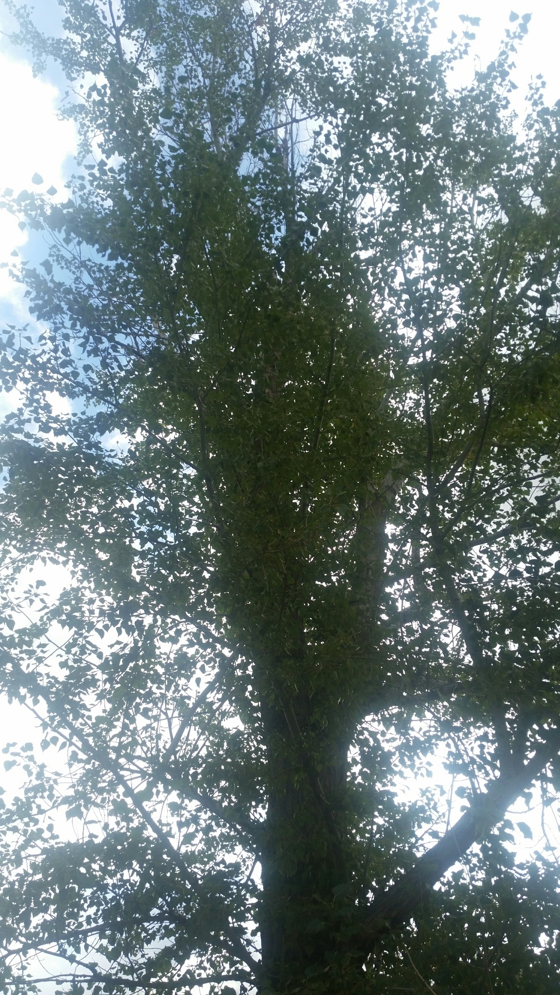 Populus ×jackii Sarg.