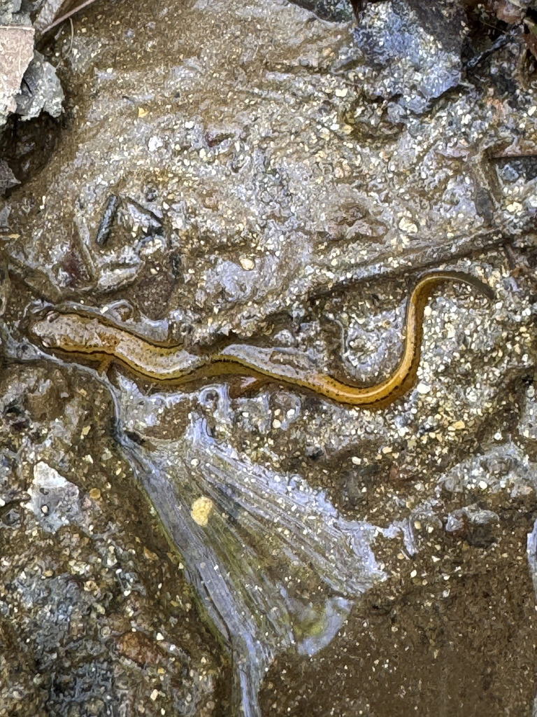 Blue Ridge Two-lined Salamander from Nantahala National Forest ...