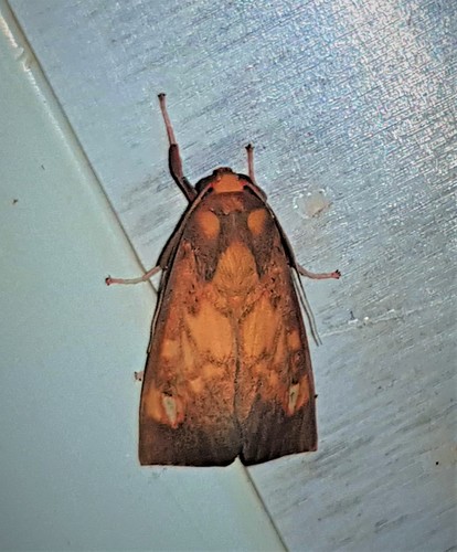 Melese dorothea · iNaturalist