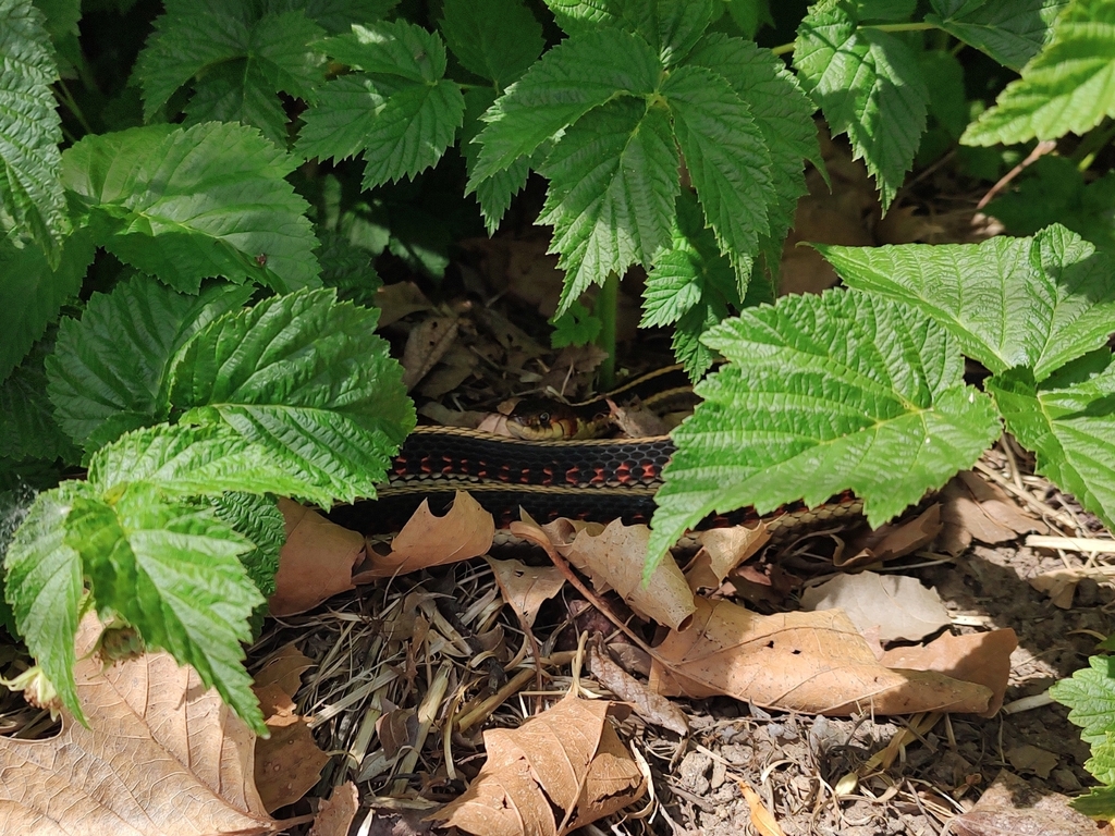 Valley Garter Snake from Middleton, ID 83644, USA on May 21, 2025 at 03 ...