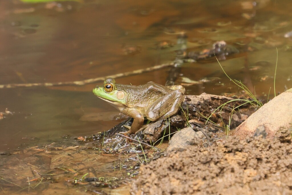 American Bullfrog from Dinius Park Auburn AL USA on May 7, 2025 at 02: ...