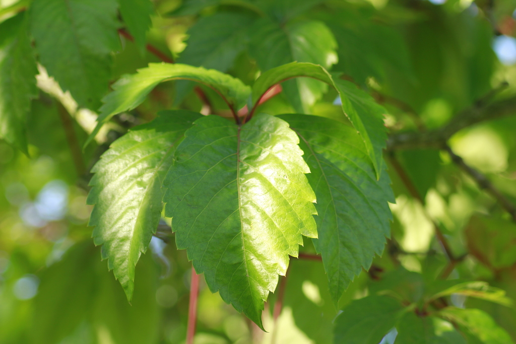 sevenleaf creeper from 3050 Mealhada, Portugal on September 8, 2019 at ...