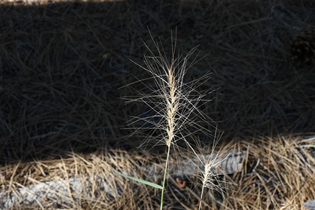bottlebrush squirreltail from South Lake Tahoe on September 2, 2019 by ...