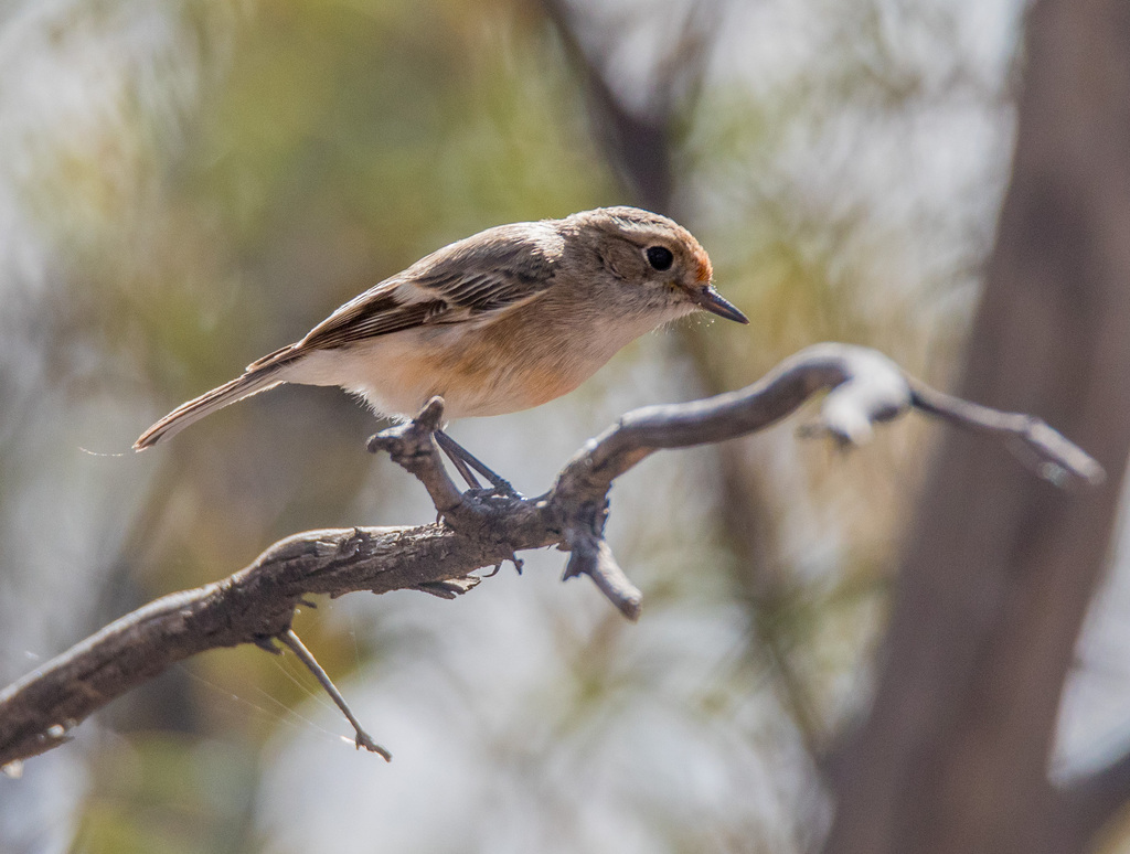 Red-capped Robin from Adavale QLD 4474, Australia on May 20, 2021 at 01 ...