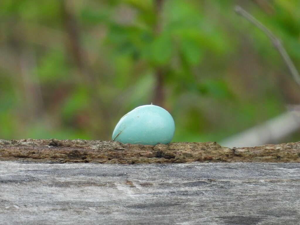American Robin from Southeast Calgary, Calgary, AB, Canada on May 21 ...