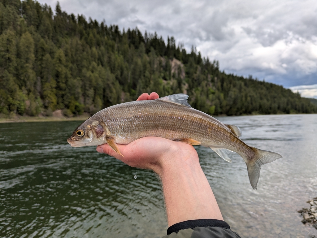 Salmons, pikes and mudminnows (Salmoniformes) - Marine Life Identification